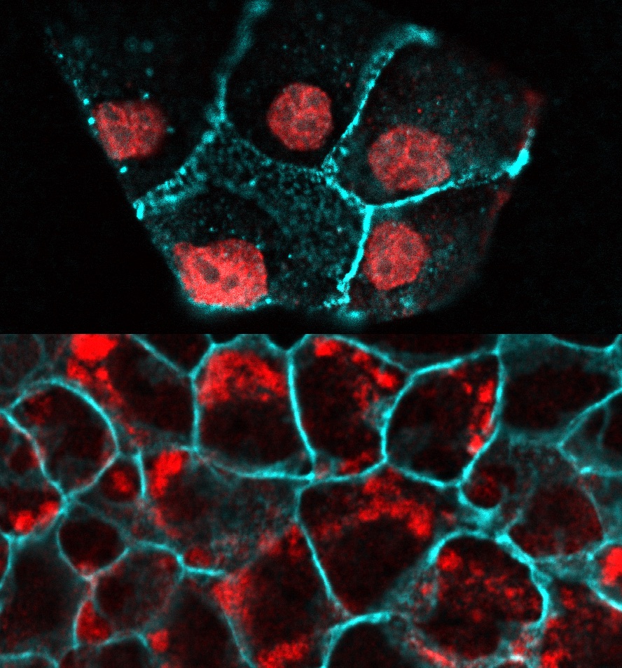 Scientists Discover How the Cells in Skin and Organ Linings Maintain ...